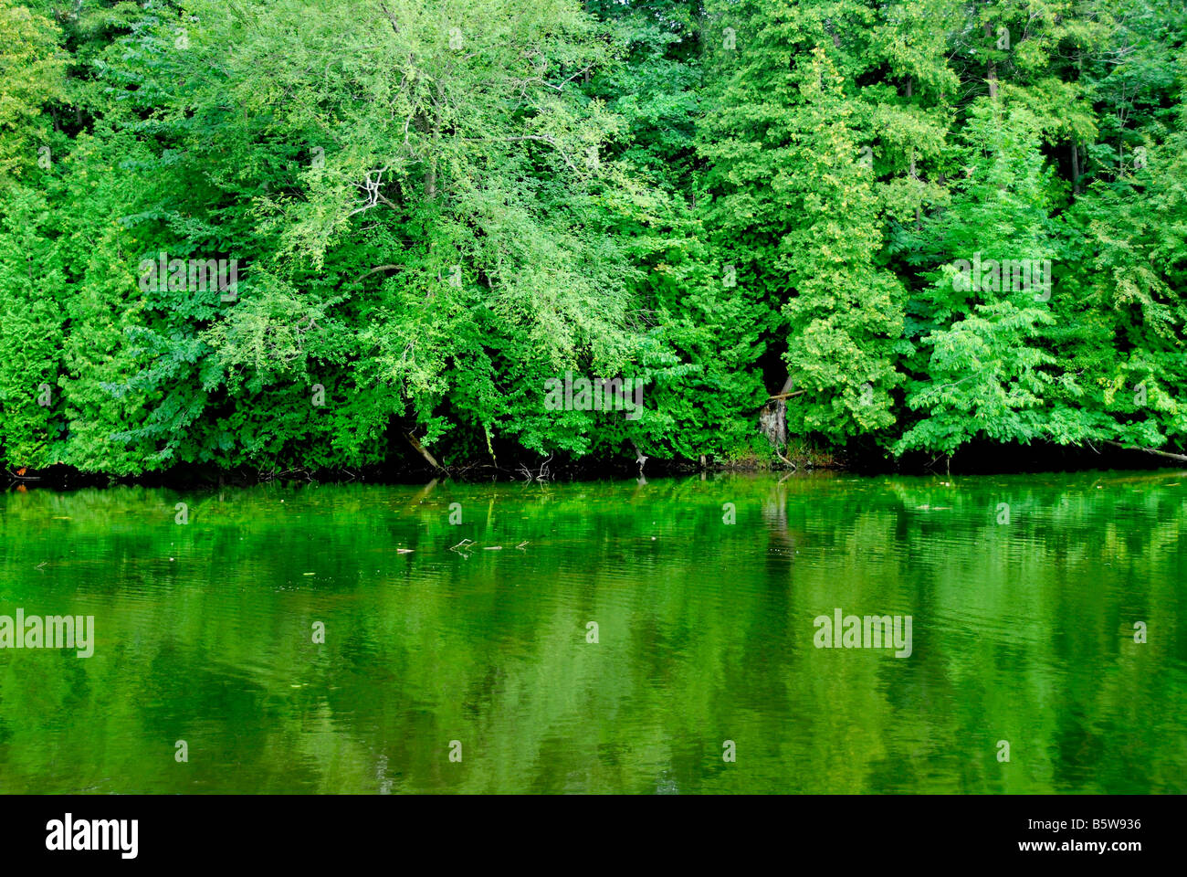 Tree rich river landscape hi-res stock photography and images - Alamy
