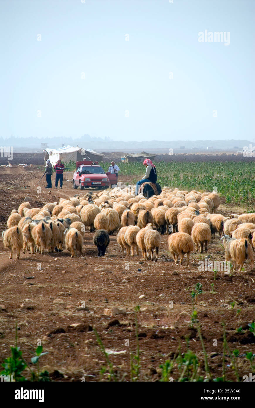 Sheep bred wool hi-res stock photography and images - Alamy