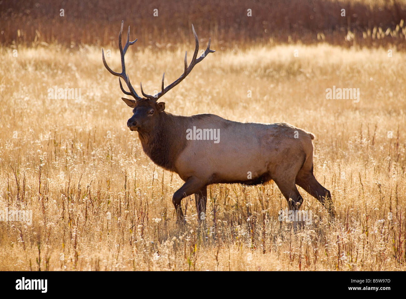 Bull elk (Wapiti, Cervus canadensis) along the Madison River ...