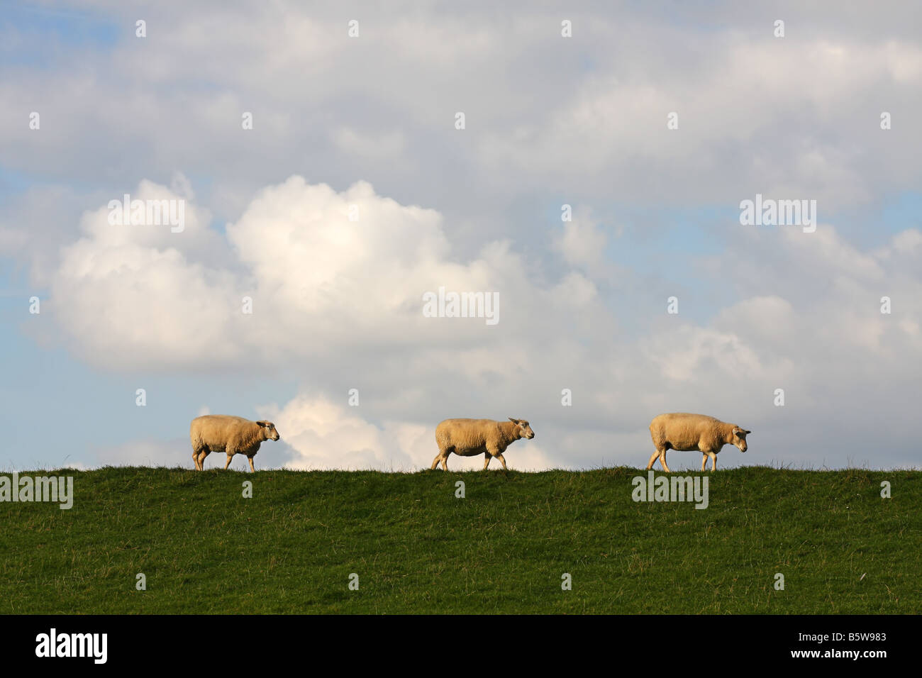 Three sheeps walking Stock Photo - Alamy