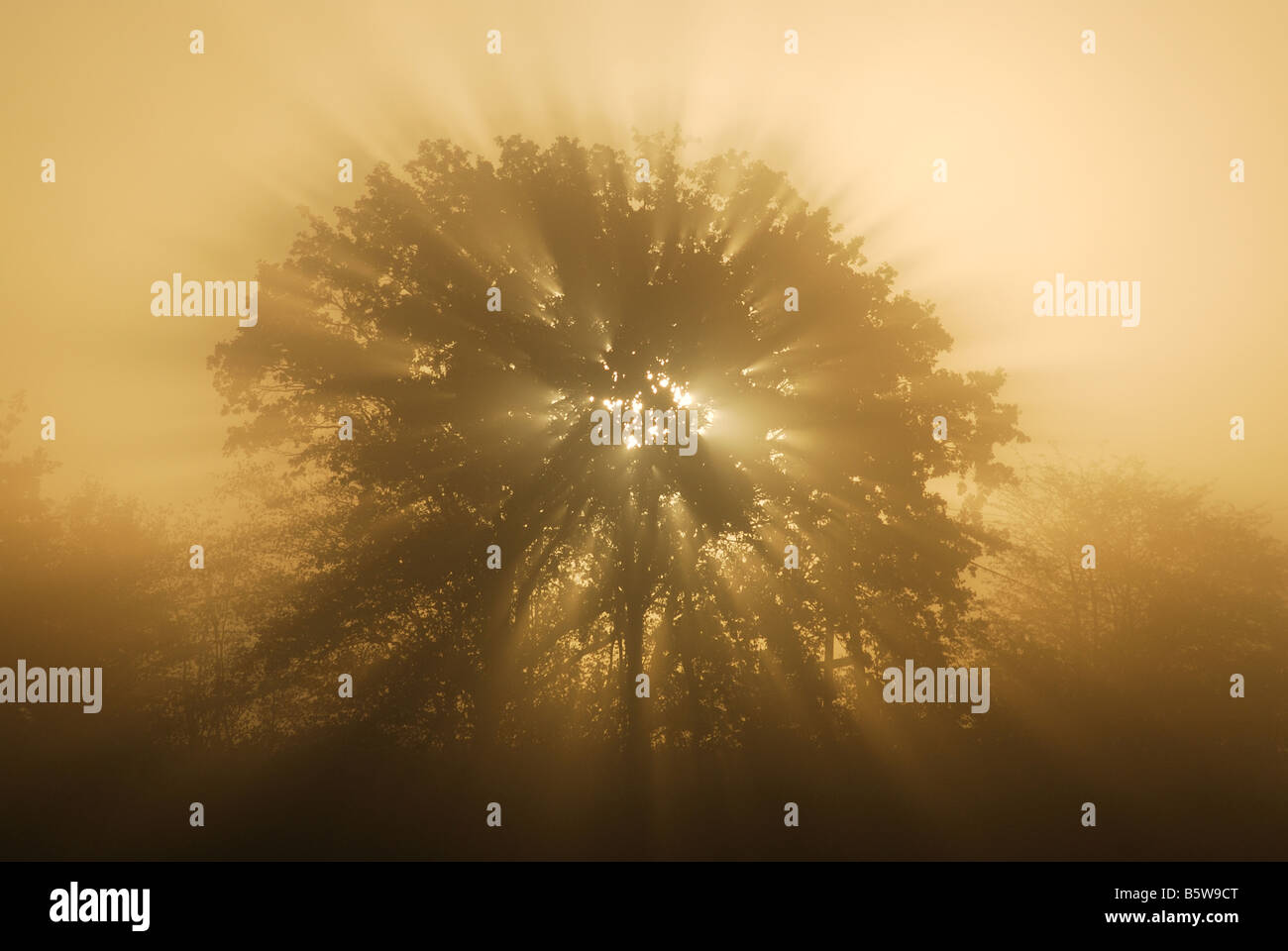 Sun rays falling through a tree crown hi-res stock photography and ...