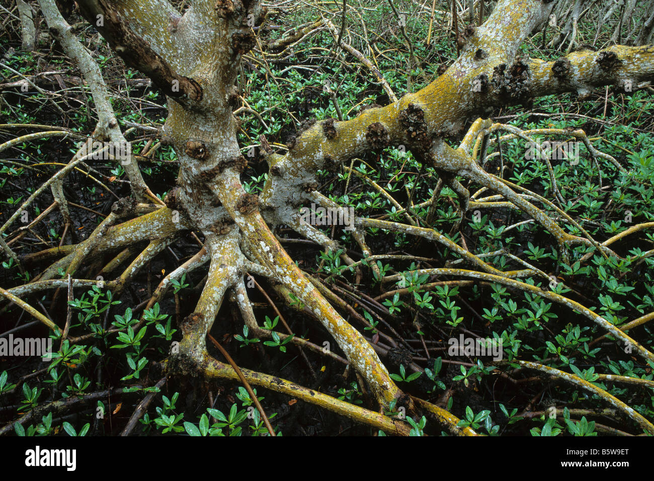 Mangrove prop roots hi-res stock photography and images - Alamy