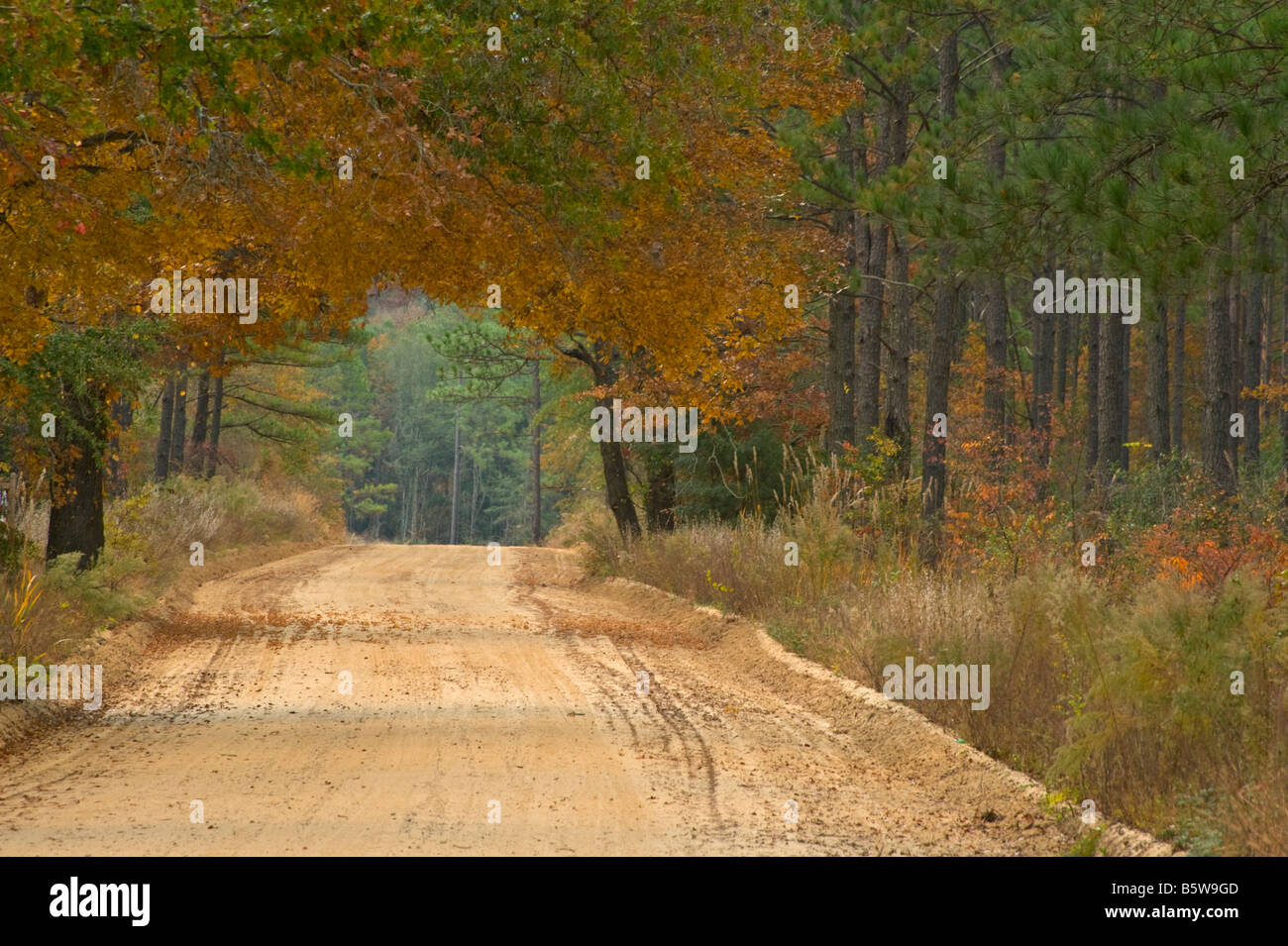 Photograph of a country road with fall colors Stock Photo - Alamy