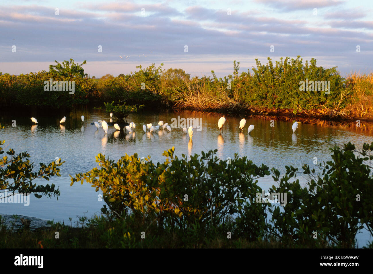 Wading birds feeding in wetland Stock Photo - Alamy