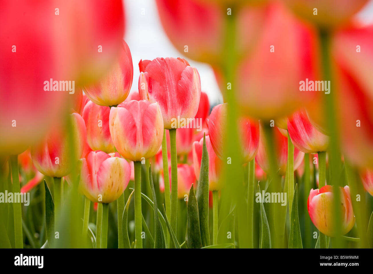 Tulipa judith leyster hi-res stock photography and images - Alamy