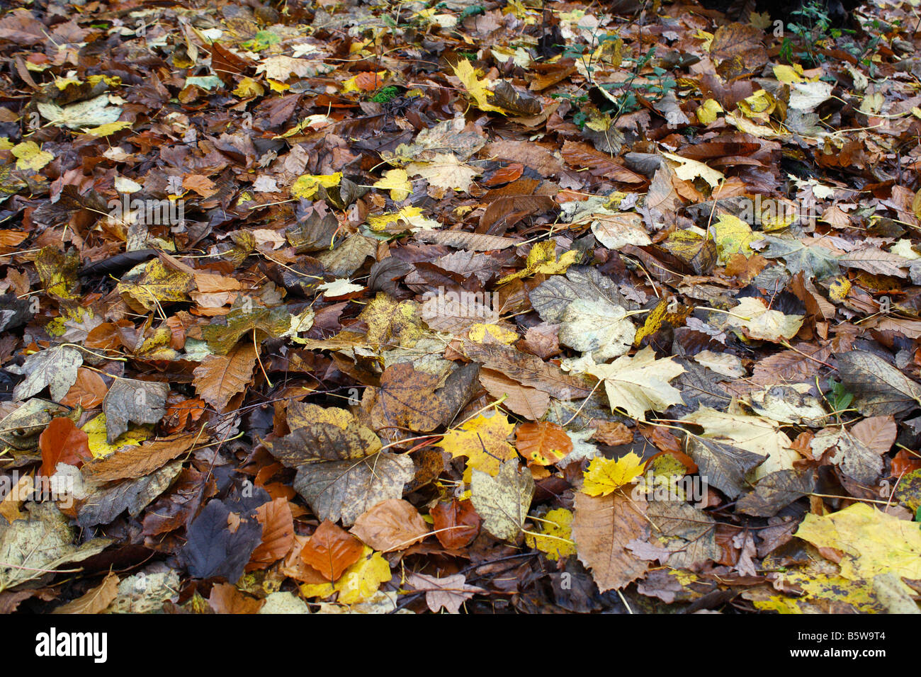 Fallen autumn leafs and rotting wood on the ground Woodland nature Stock Photo - Alamy