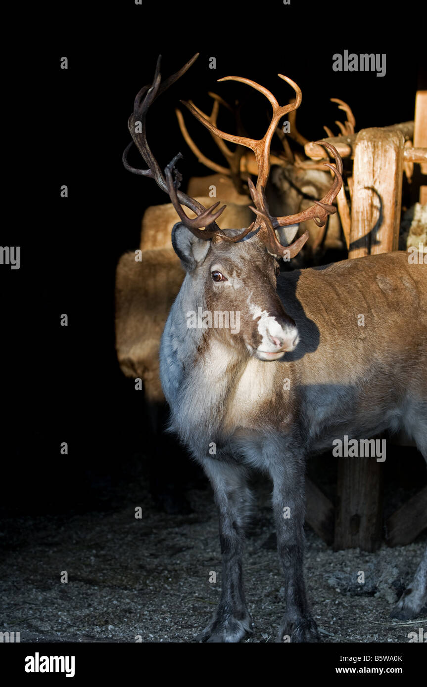 an adult reindeer from swedish lapland Stock Photo - Alamy