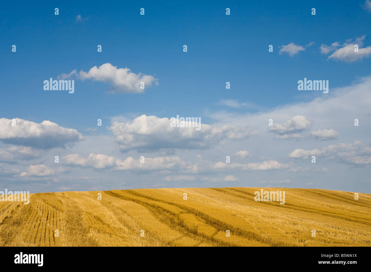 A cut straw field Stock Photo - Alamy