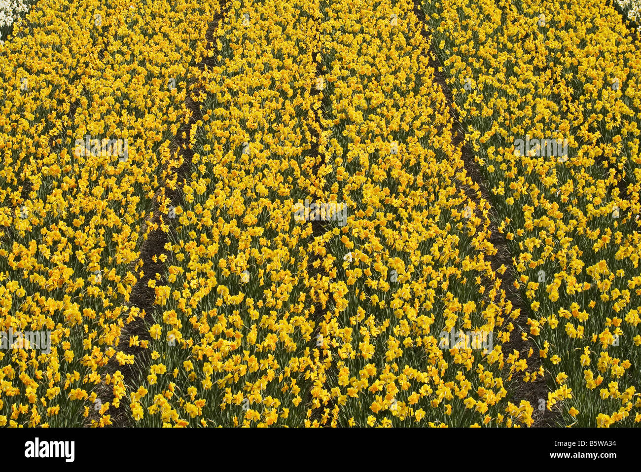fields of daffodils Stock Photo - Alamy