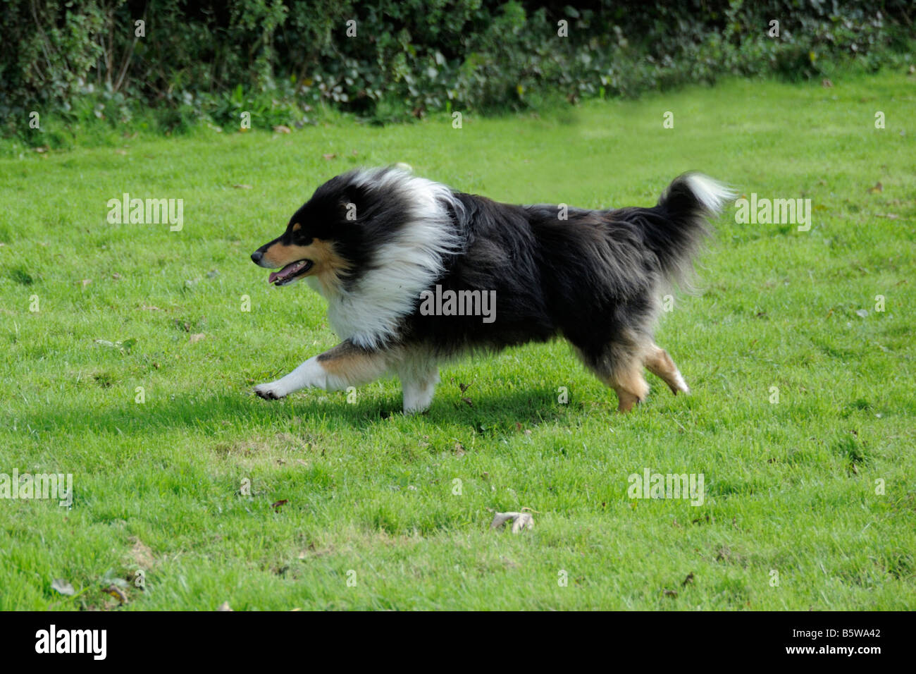 Rough Collie dog running Stock Photo - Alamy