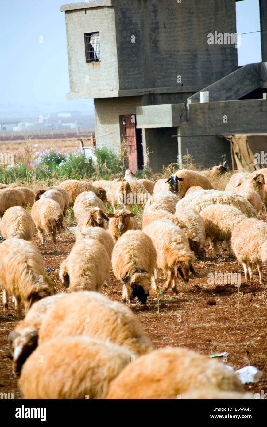 Sheep evidence hi-res stock photography and images - Alamy