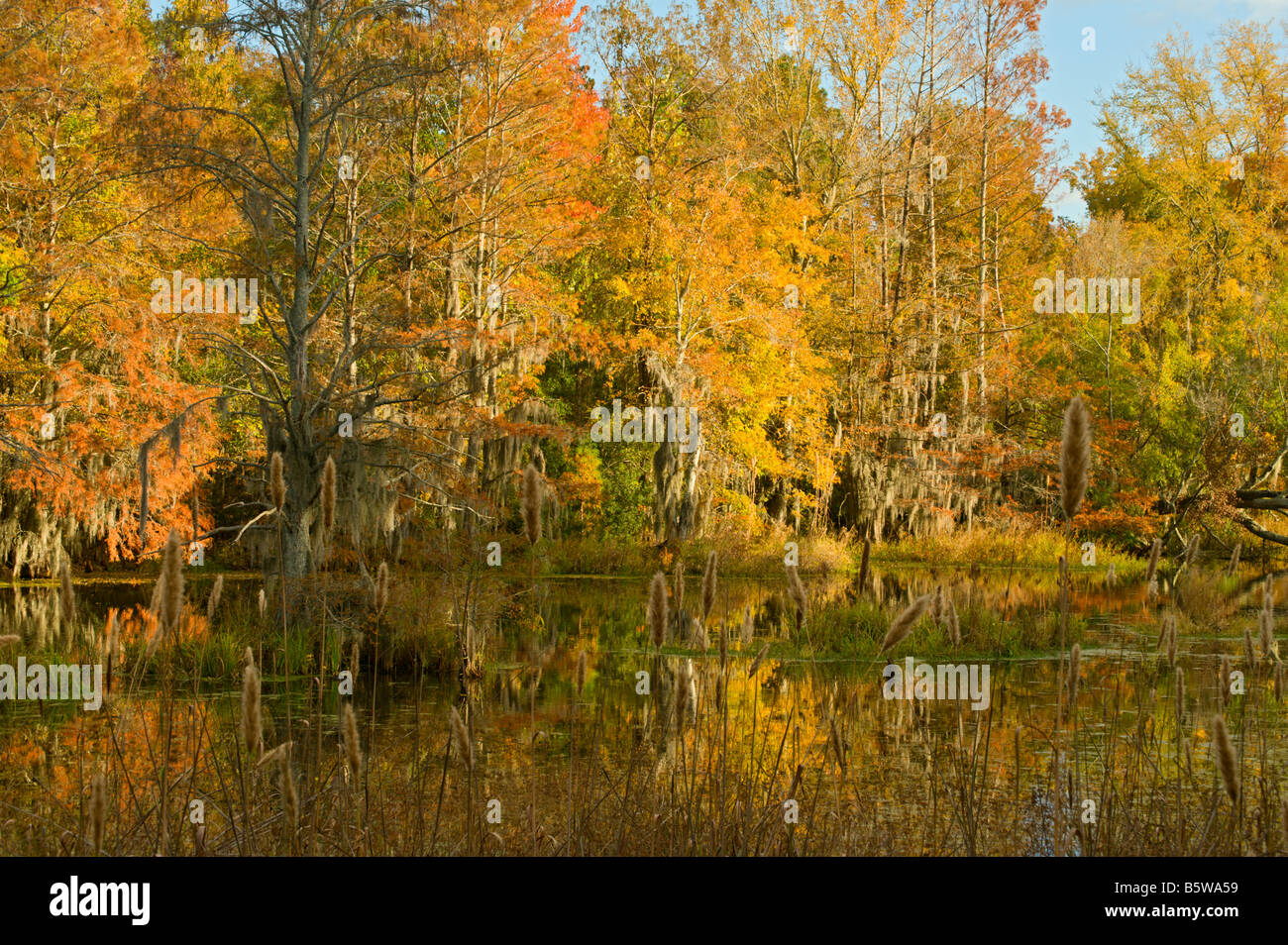 Pond with fall colors hi-res stock photography and images - Alamy