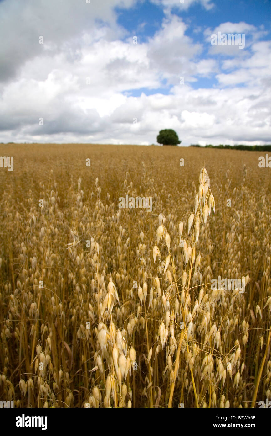 Field of ripe oats in the Cotswolds of West Central England Stock Photo ...