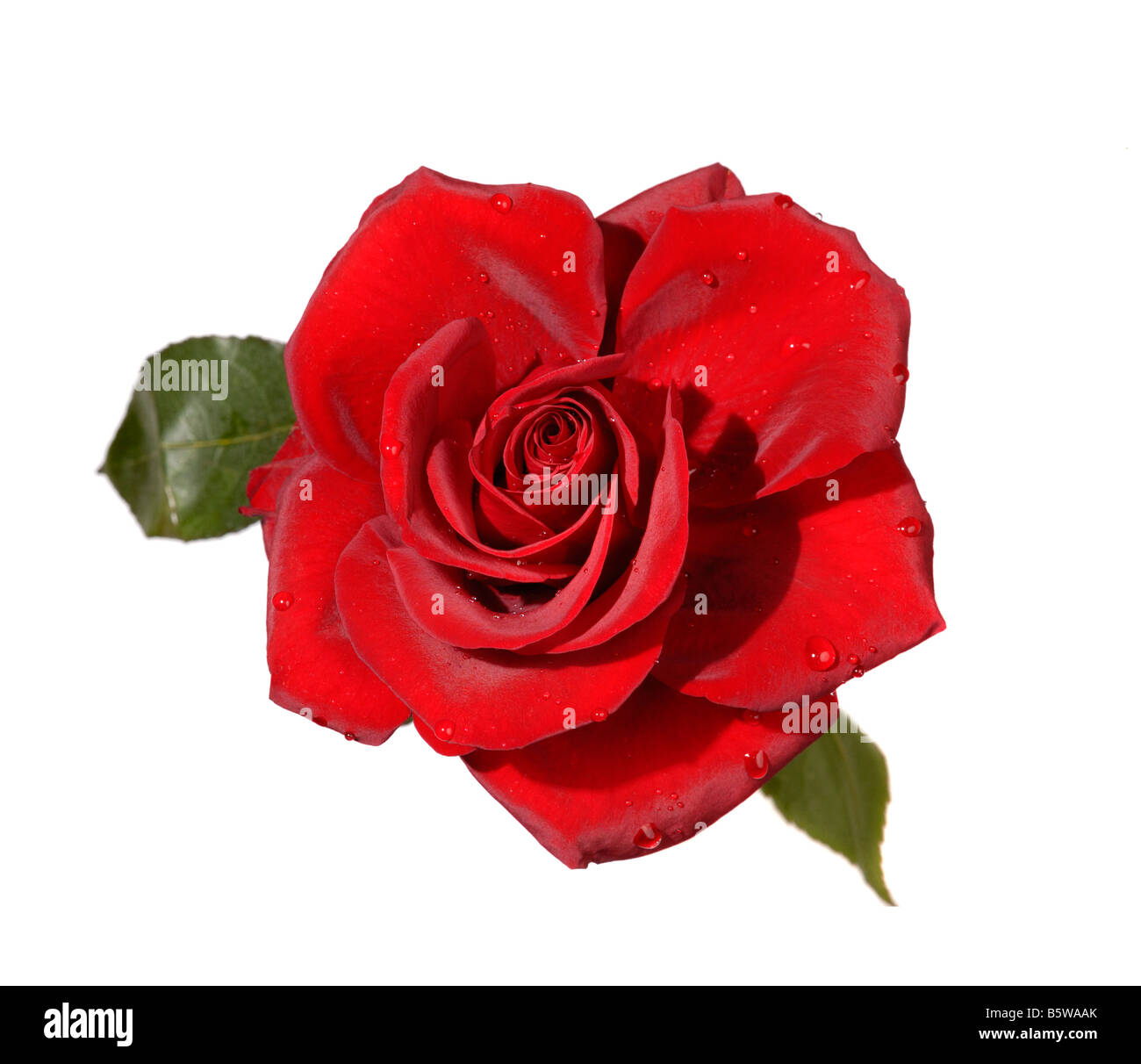 Red rose water drops close Cut Out Stock Images & Pictures - Alamy
