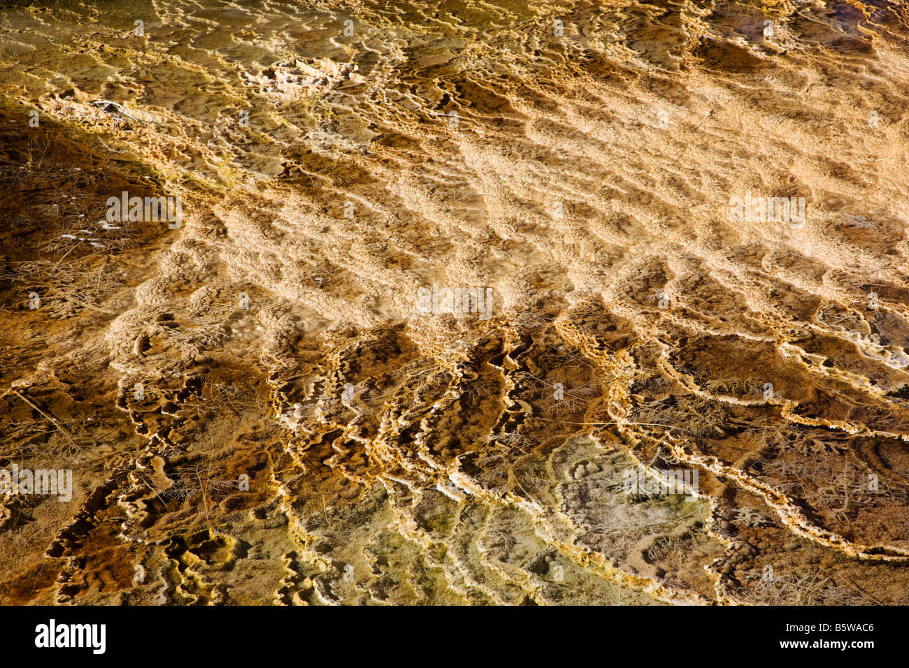 Close-up of formations at the Main Terrace, Mammoth Hot Springs ...