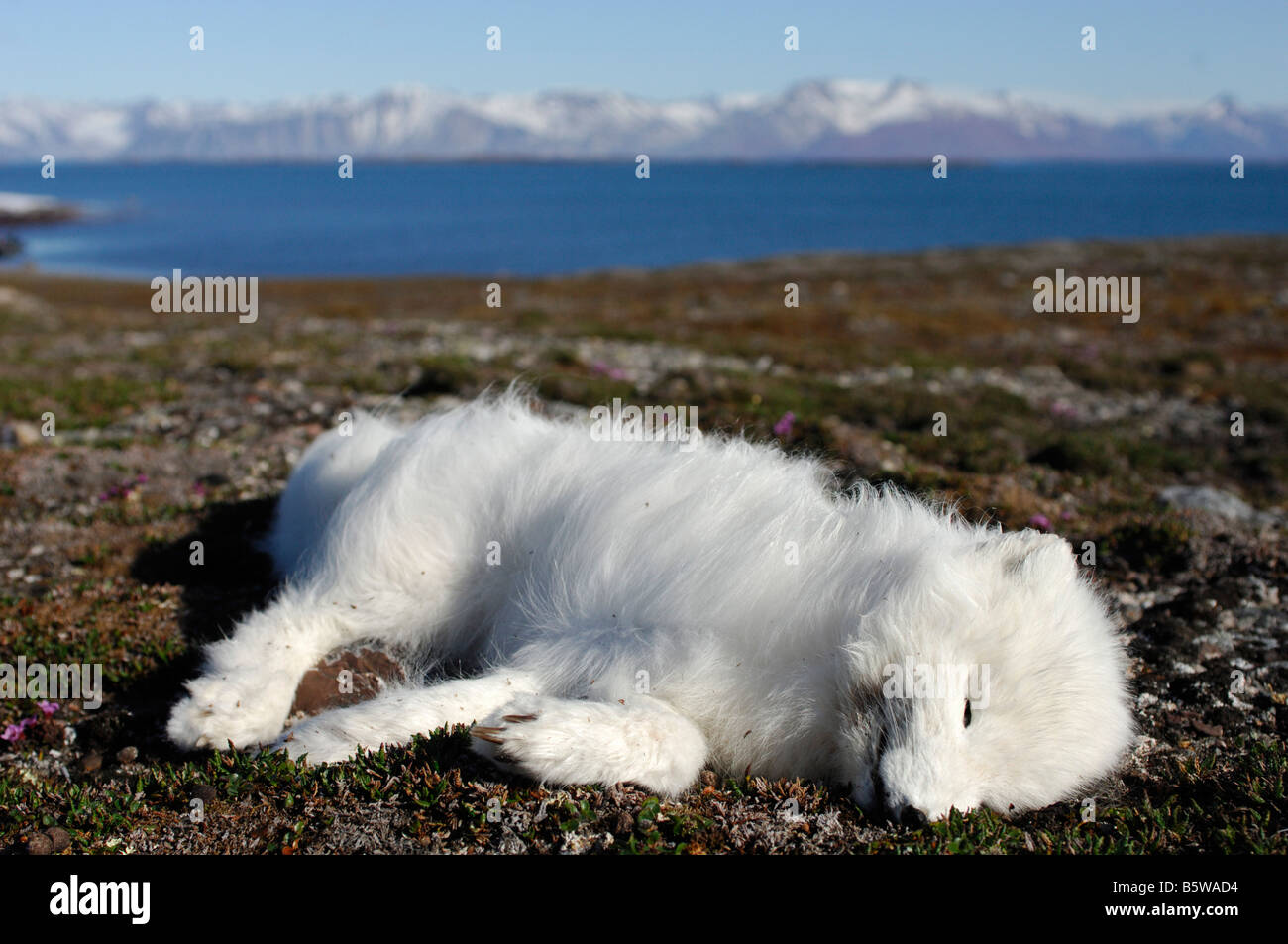 Arctic fox (Alopex lagopus) carcass Stock Photo - Alamy