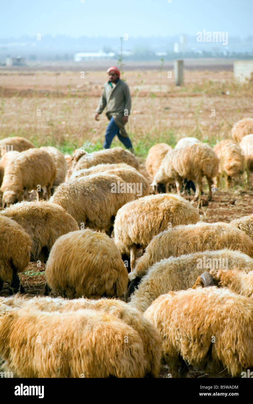 Sheep evidence hi-res stock photography and images - Alamy