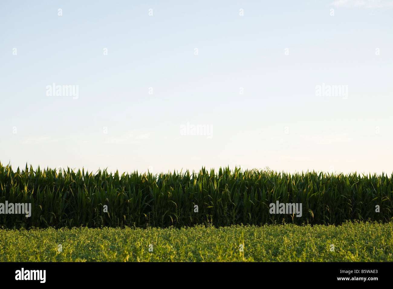 Cornfield at dawn Stock Photo - Alamy