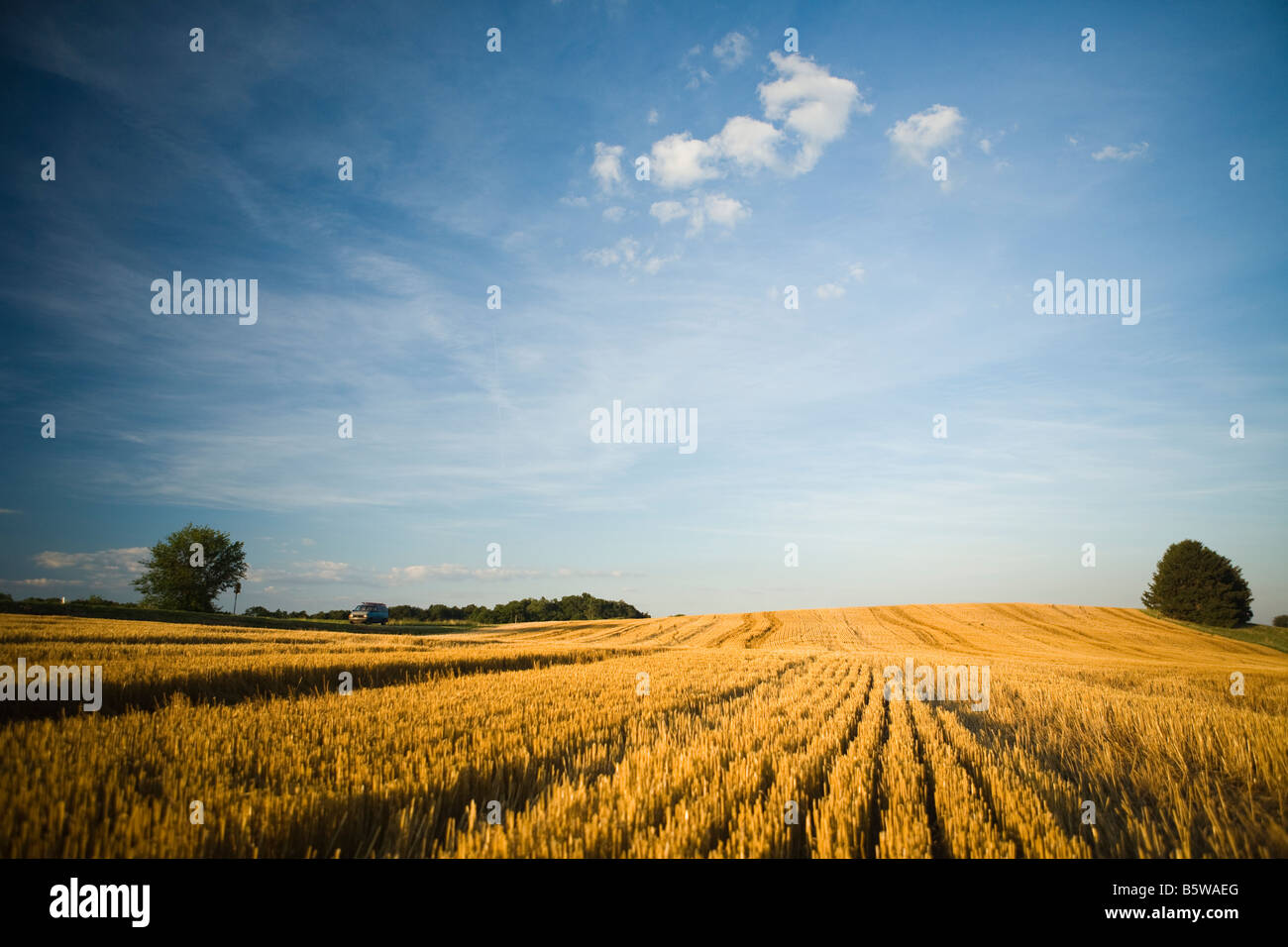A cut straw field Stock Photo - Alamy