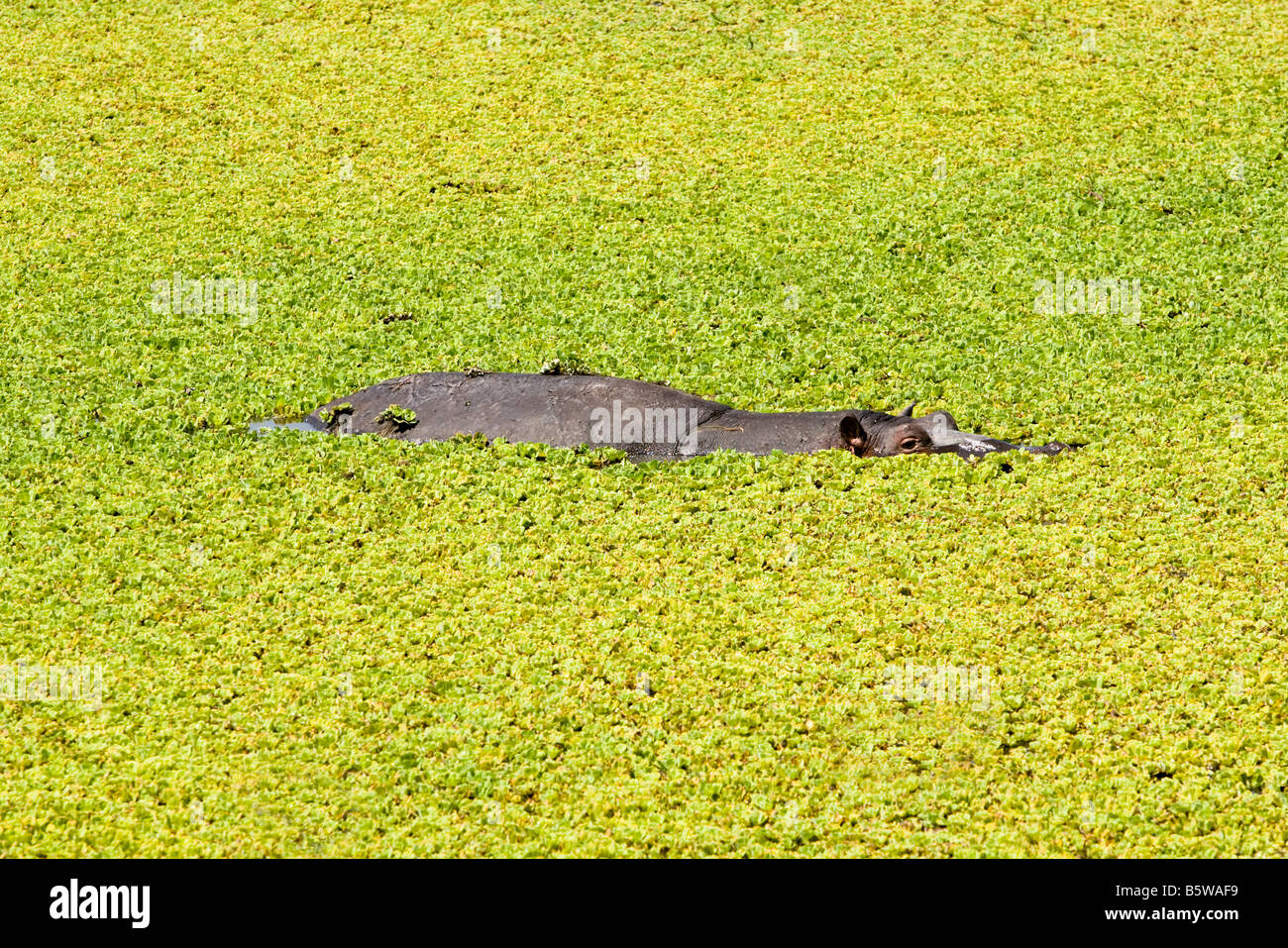 hippopotamus in lily bed Stock Photo - Alamy