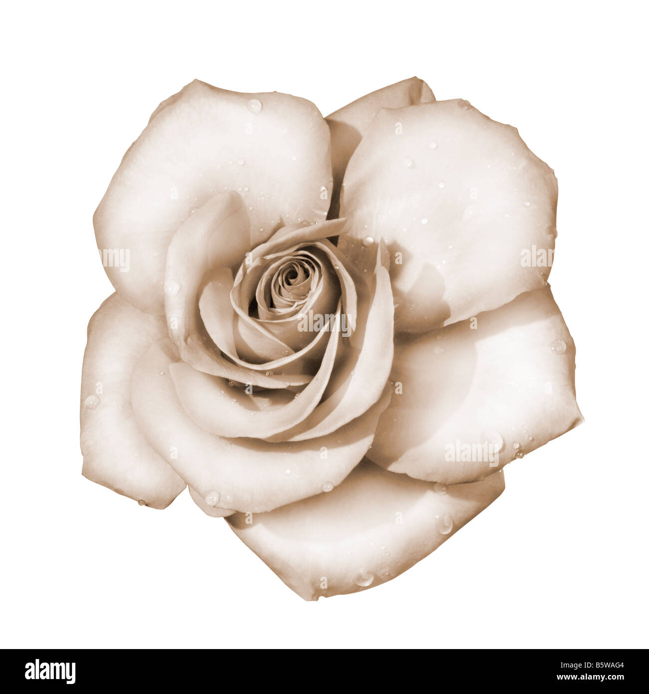 Retro vintage roses hi-res stock photography and images - Alamy