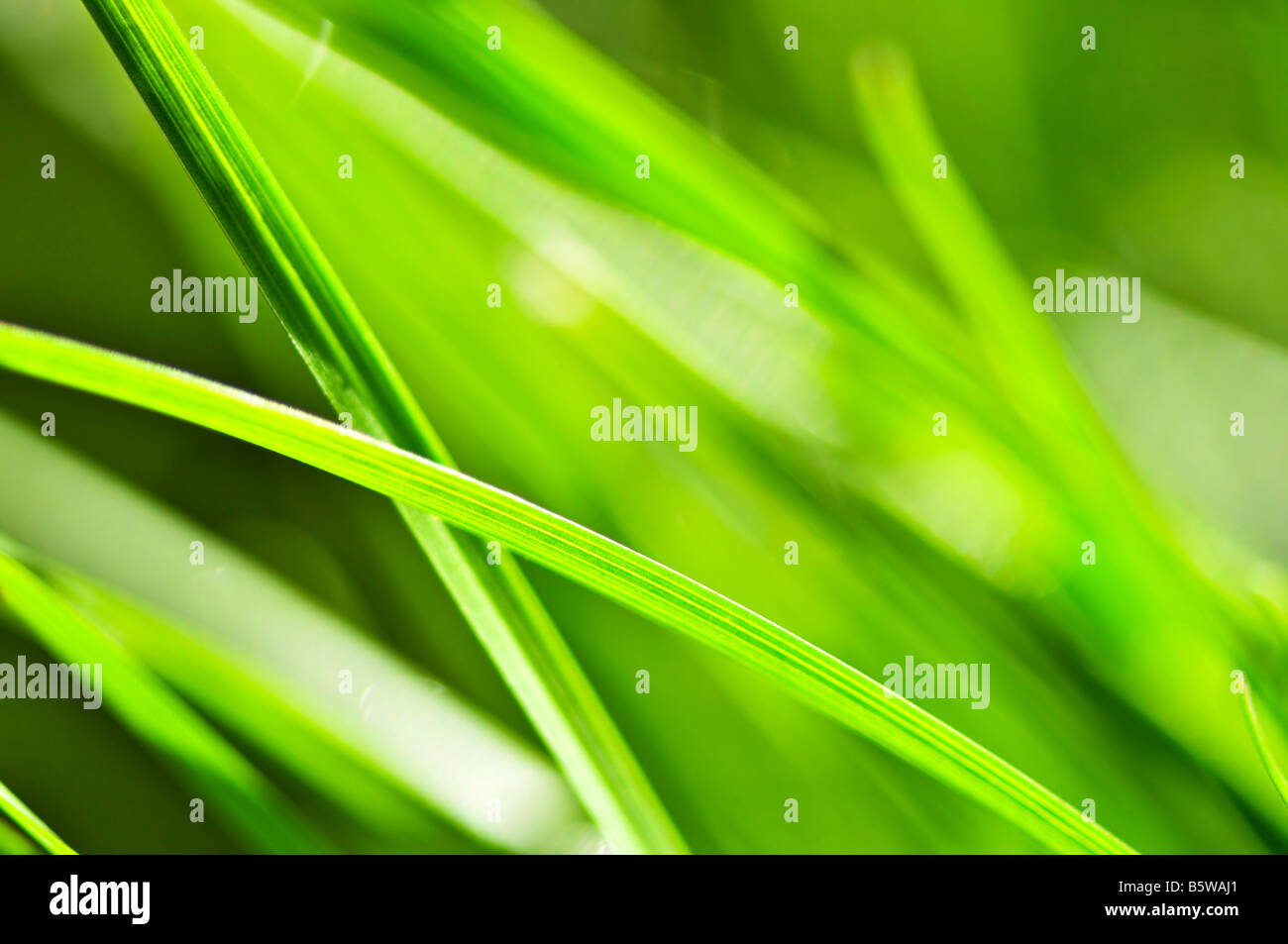 Natural background of dewy green grass blades close up Stock Photo - Alamy