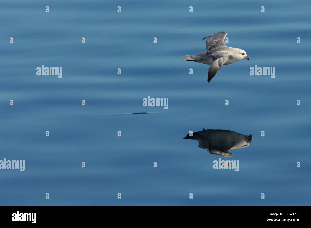 Fulmar (Fulmarus glacialis) flying Stock Photo - Alamy