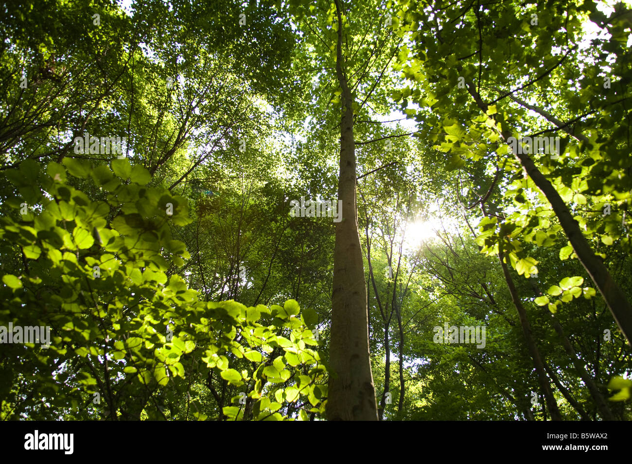 Trees in the summertime Stock Photo - Alamy