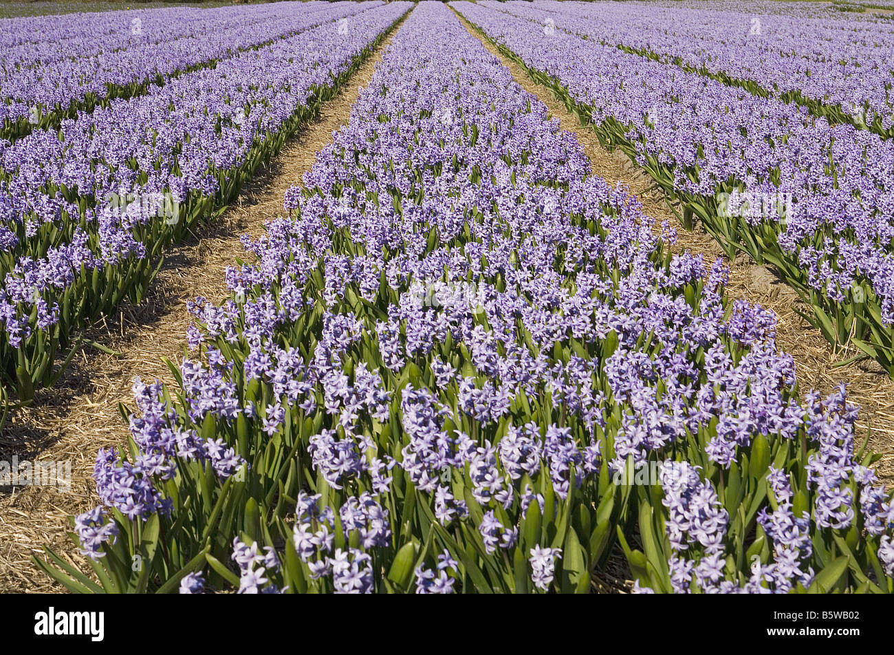 field of hyacinths Stock Photo - Alamy