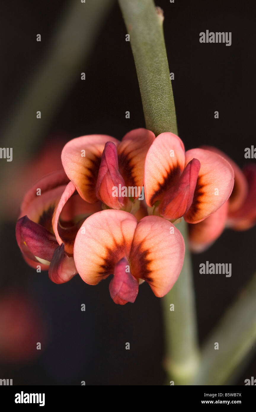 Australian native pea flower hi-res stock photography and images - Alamy