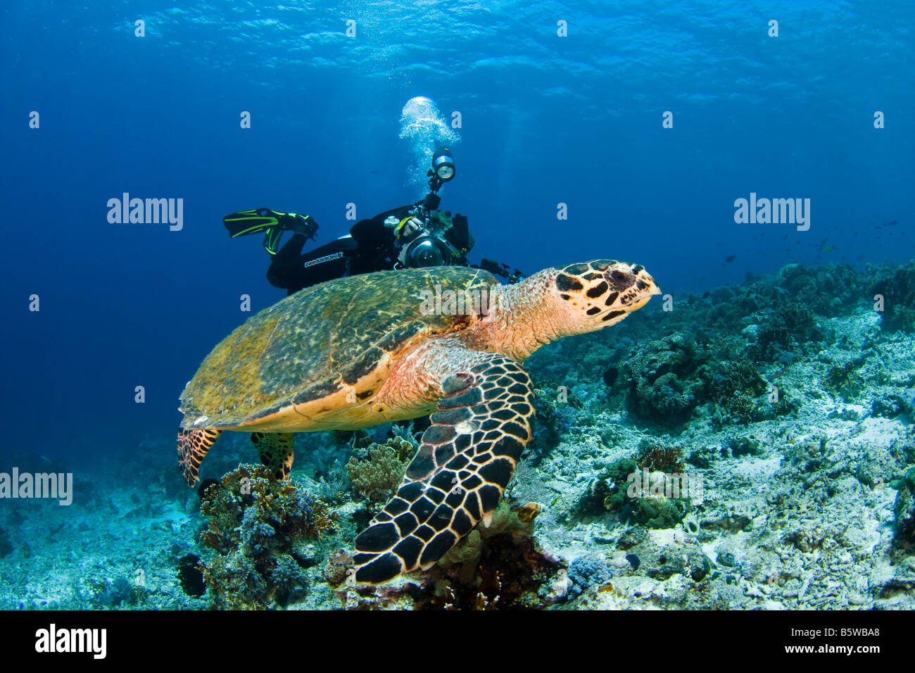 Diver with turtle hi-res stock photography and images - Alamy
