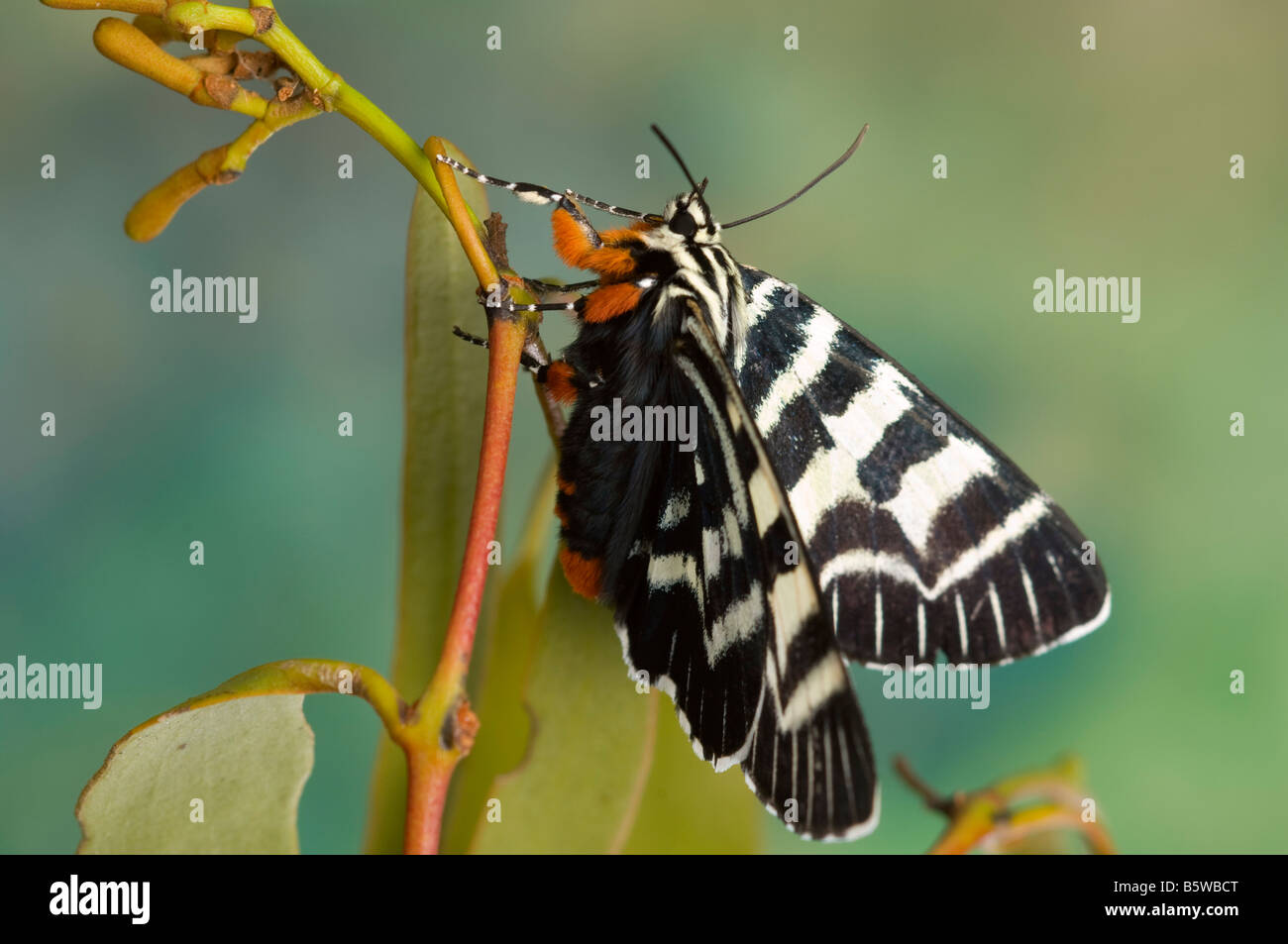 Australian native Mistletoe moth Stock Photo - Alamy