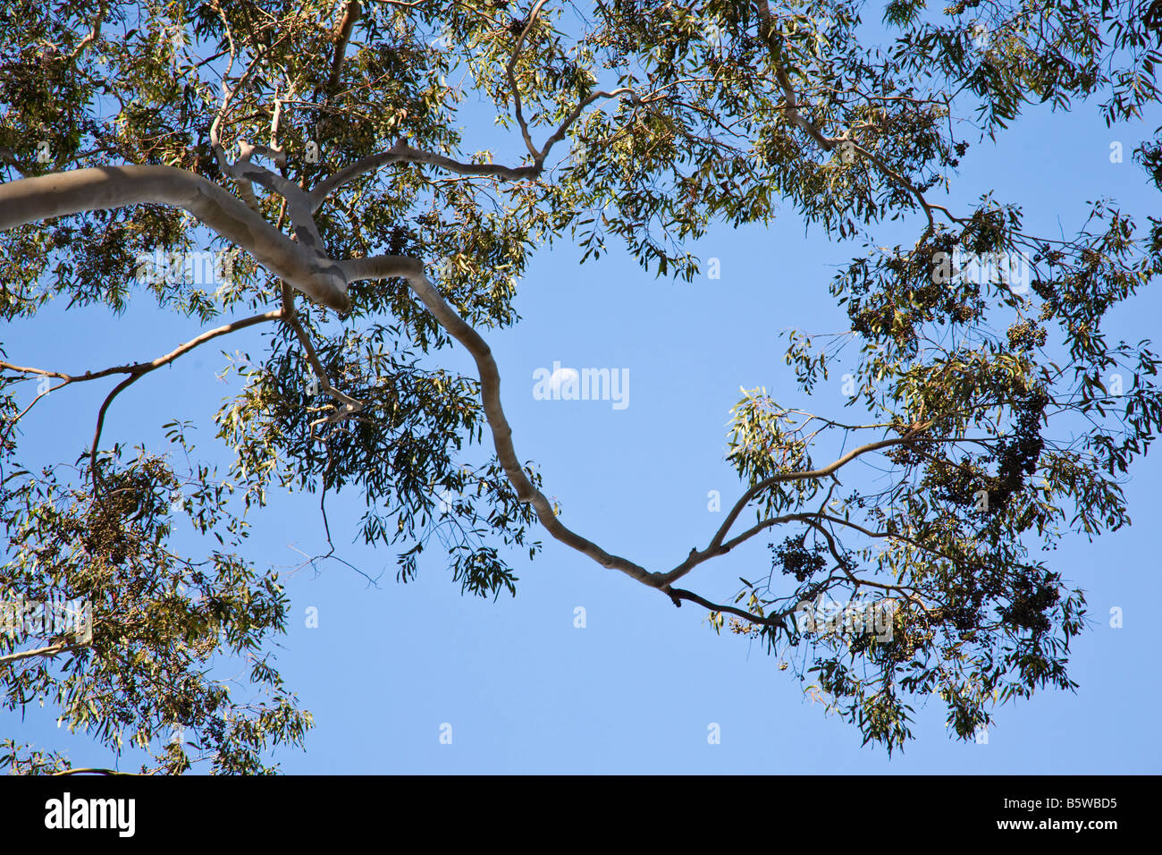 Moon tree hi-res stock photography and images - Alamy