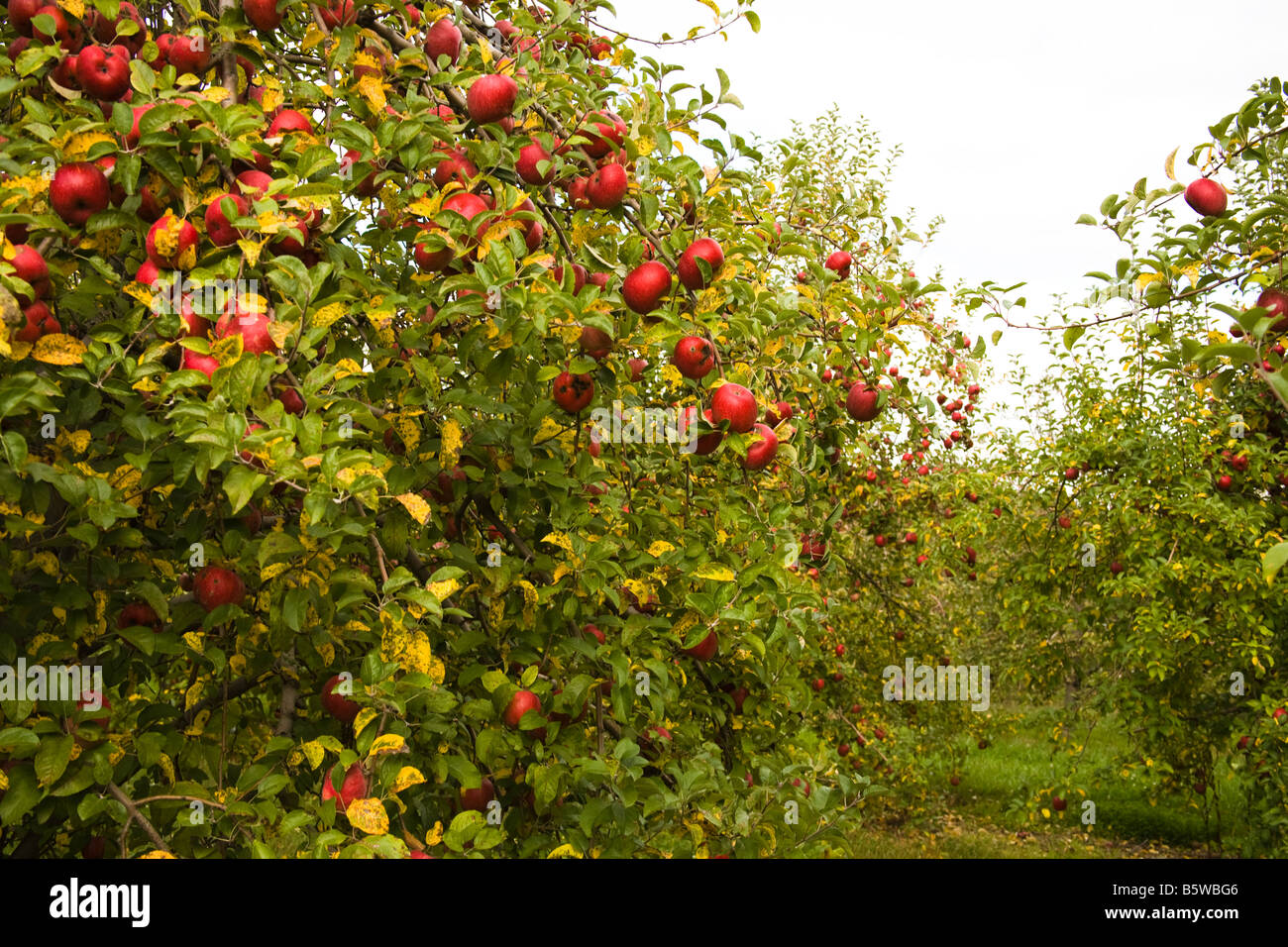 Apple tree autumn hi-res stock photography and images - Alamy
