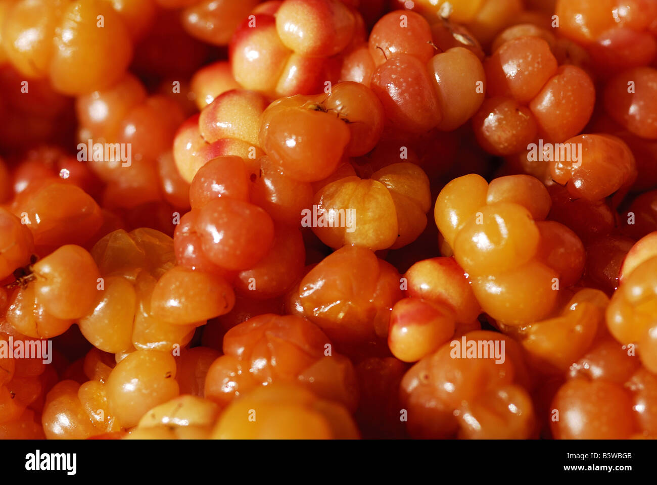 Cloudberry swedish hjortron hi-res stock photography and images - Alamy