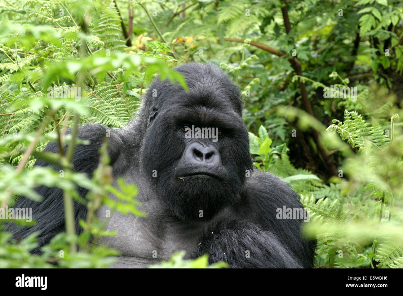 The Mountain Gorillas of Rwanda Stock Photo - Alamy