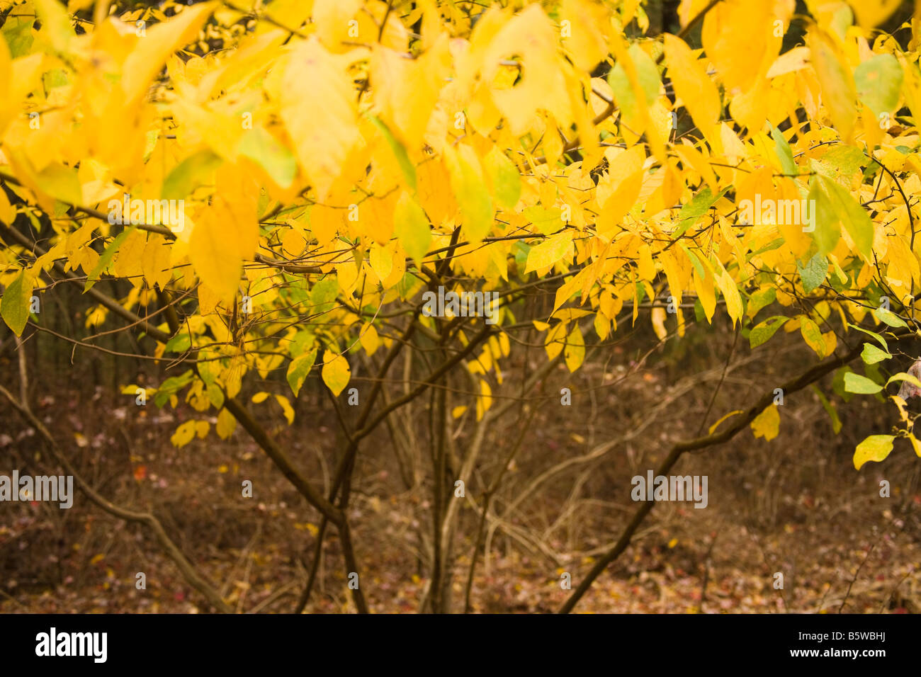 Fall foliage color hi-res stock photography and images - Alamy