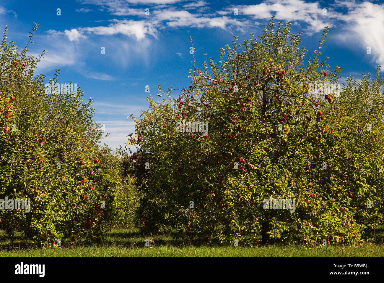 Orchard ecology hi-res stock photography and images - Alamy