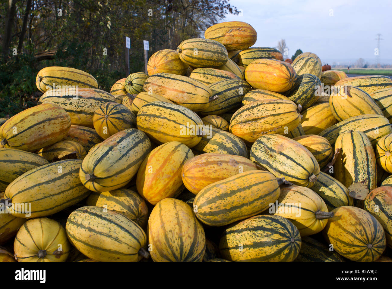 A stack of spagetti squash at a roadside market Stock Photo - Alamy