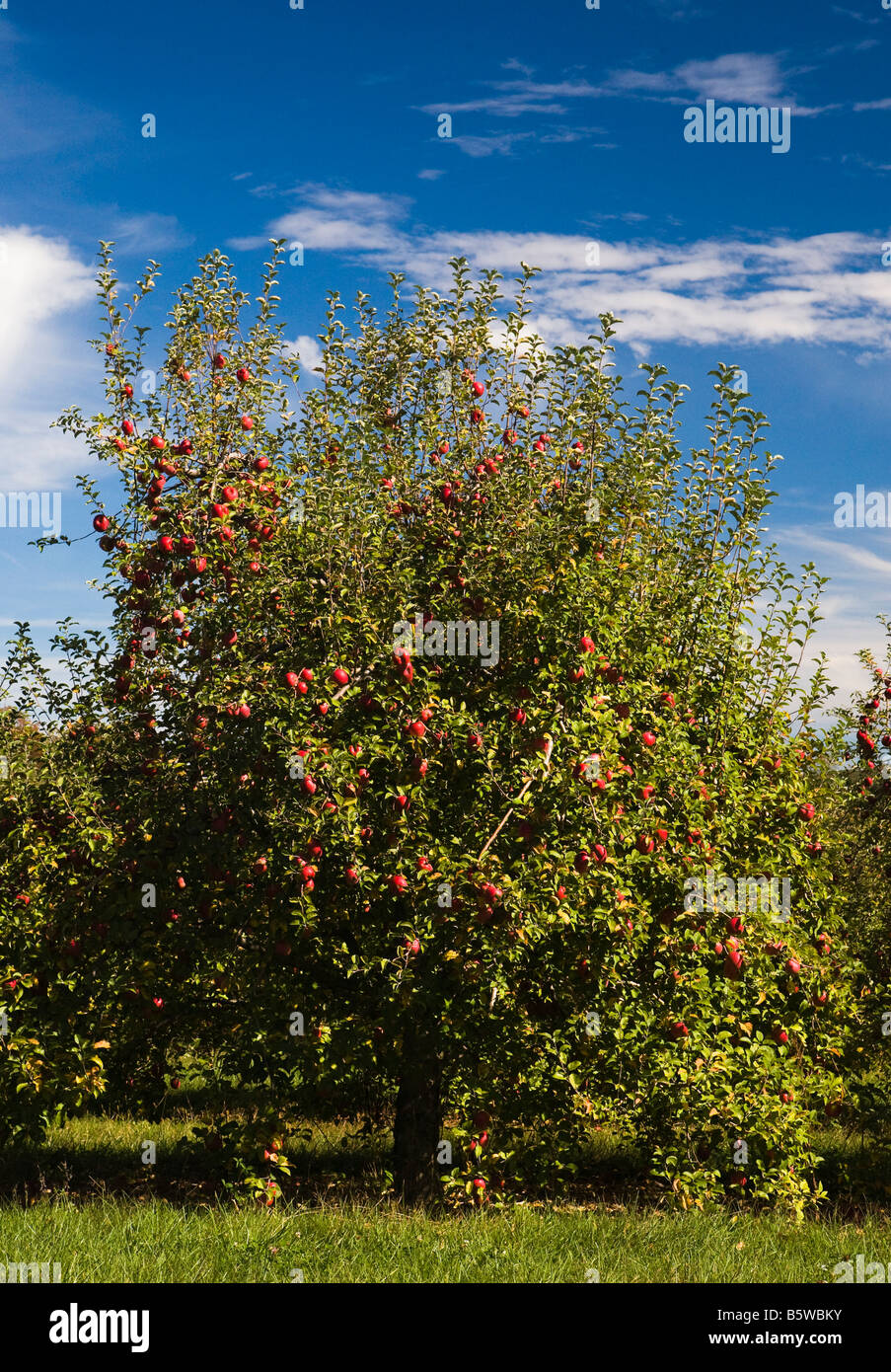 Apple tree autumn hi-res stock photography and images - Alamy