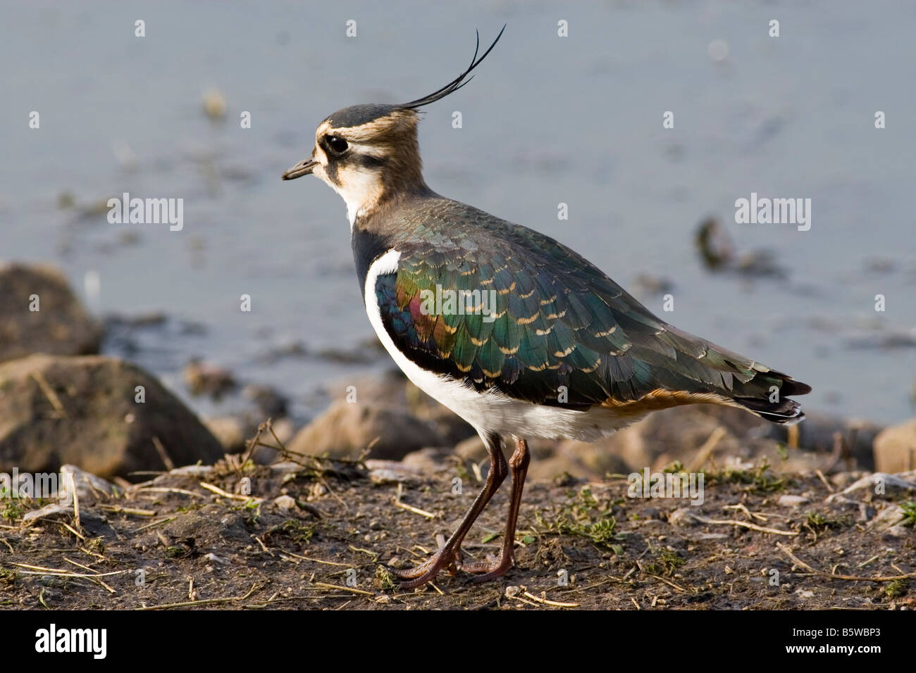 Pavoncella vanellus vanellus hi-res stock photography and images - Alamy