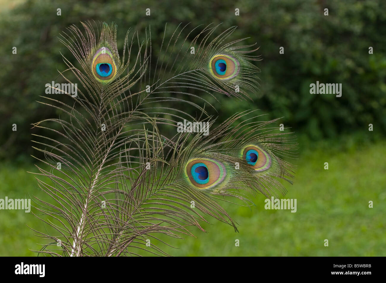 Individual Peacock Feathers that have been moulted Stock Photo - Alamy