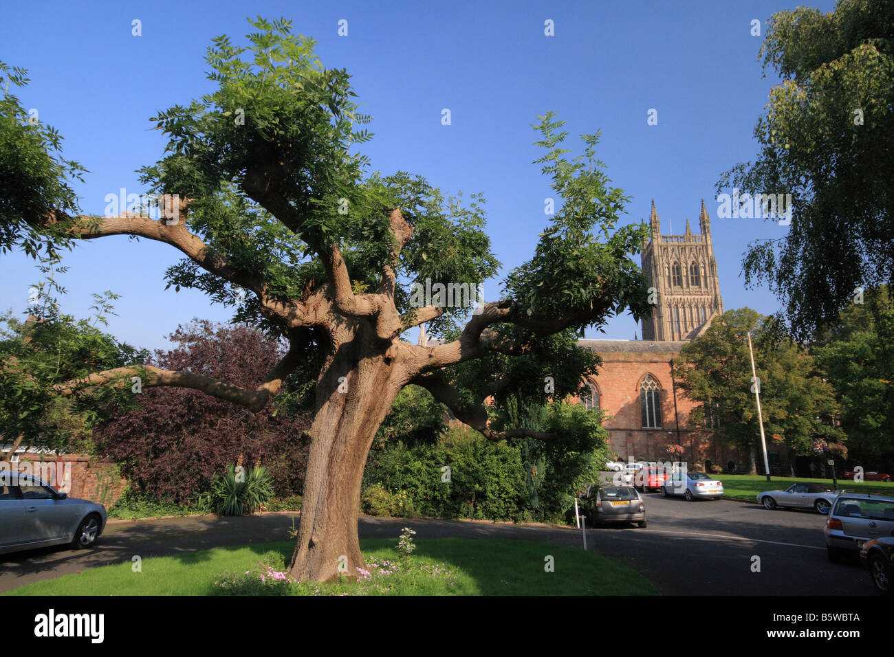 Sweet Chestnut Tree with Worcester Cathedral, England Stock Photo - Alamy