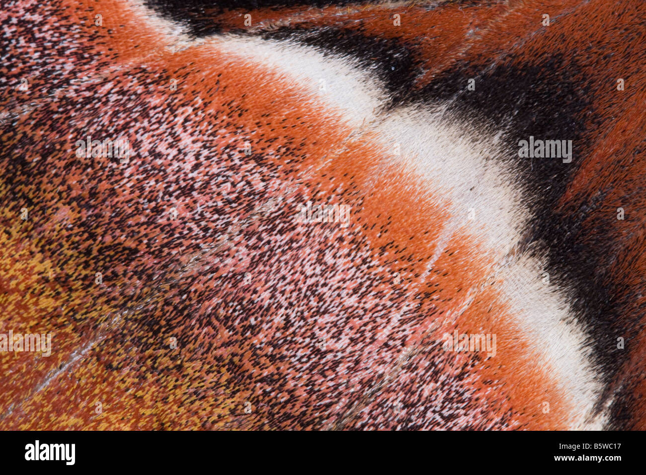 Atlas moth attacus atlas wing detail hi-res stock photography and ...