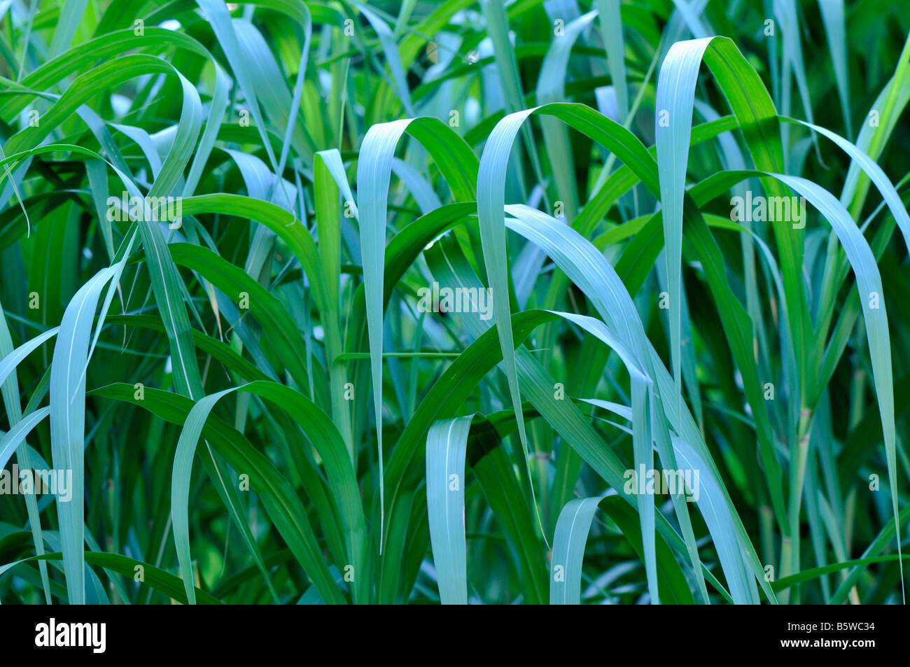 Amur silver grass hi-res stock photography and images - Alamy