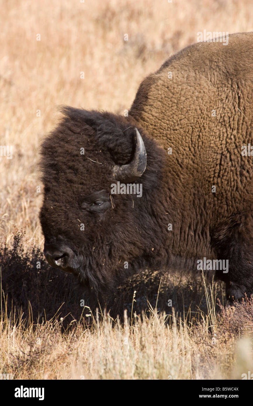 American buffalo bison bison hi-res stock photography and images - Alamy