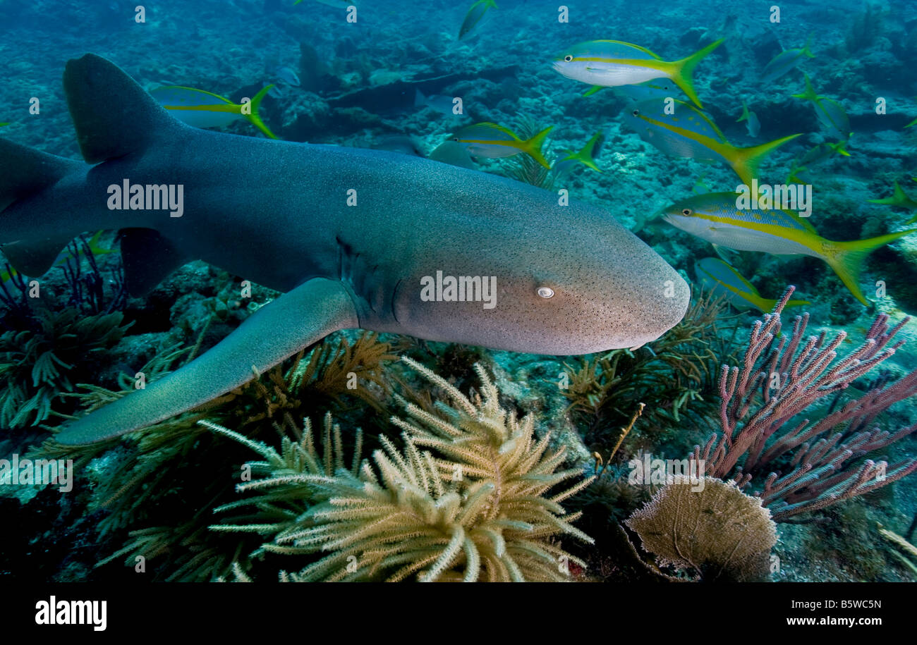 Nurse shark (Ginglymostoma cirratum) near the City of Washington wreck ...