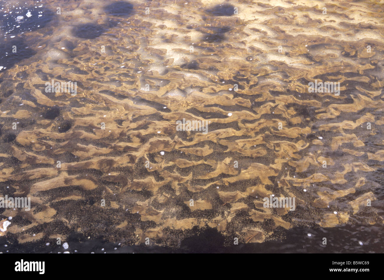 sand under water in a river Stock Photo - Alamy