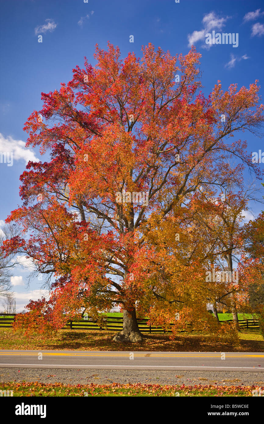 LOUDOUN COUNTY VIRGINIA USA Colorful fall foliage on trees along Route ...