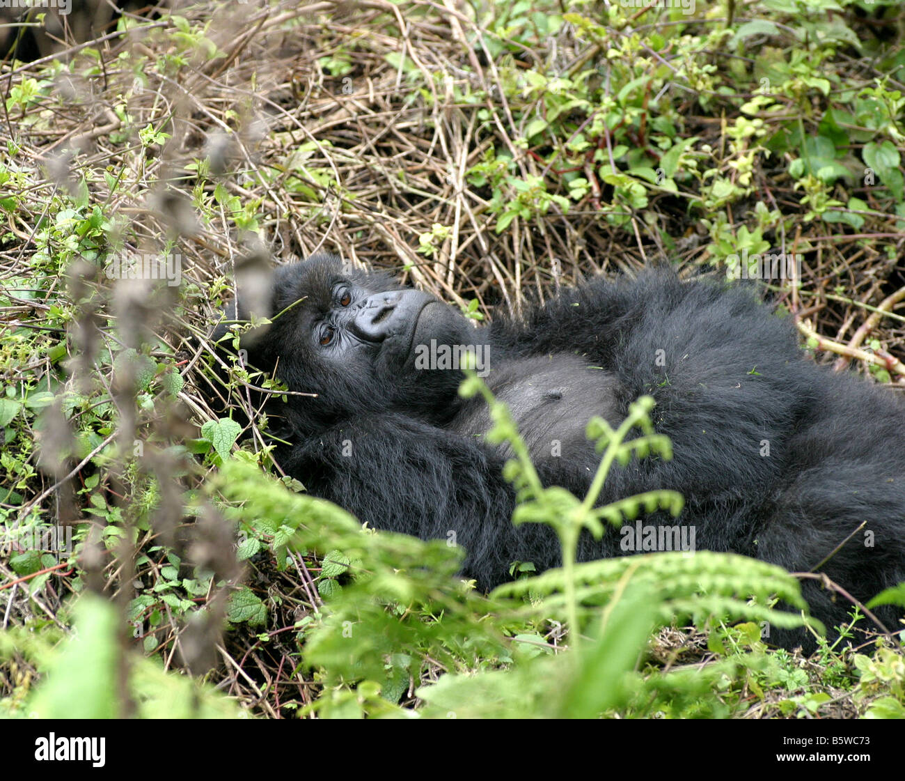 The Mountain Gorillas of Rwanda Stock Photo - Alamy
